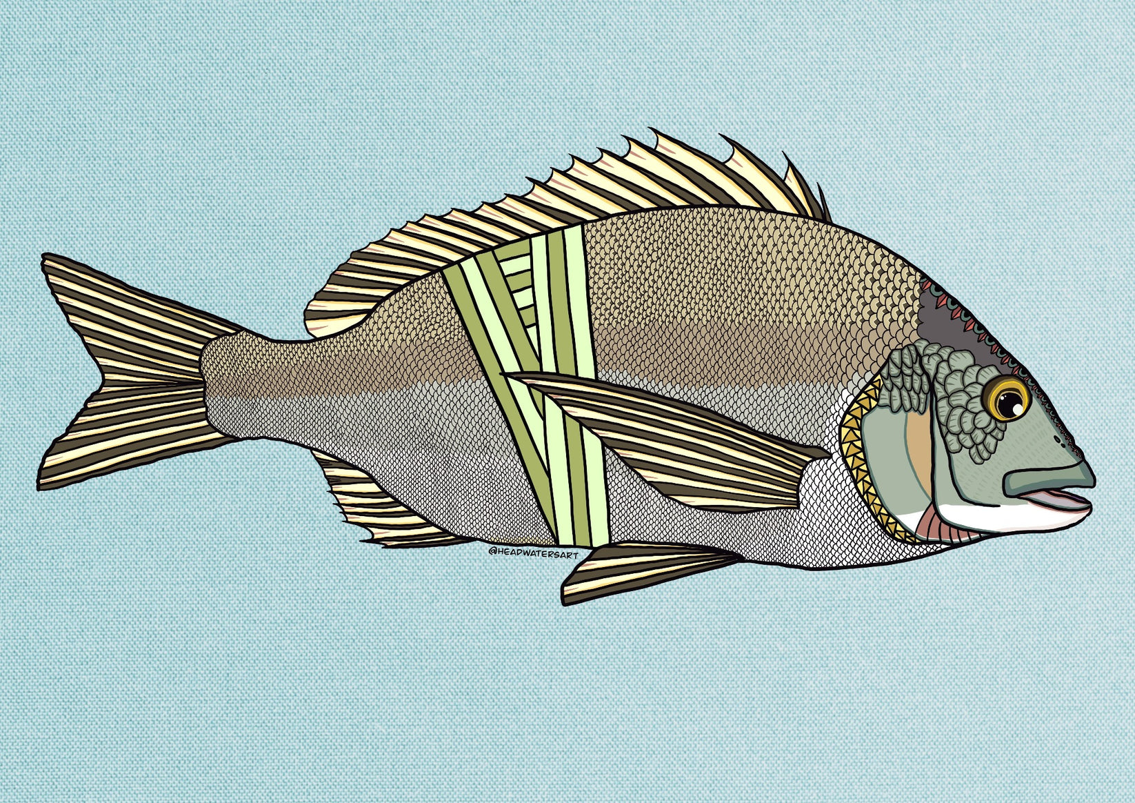 Australian Bream Decals – Headwaters Art and Fly Shop